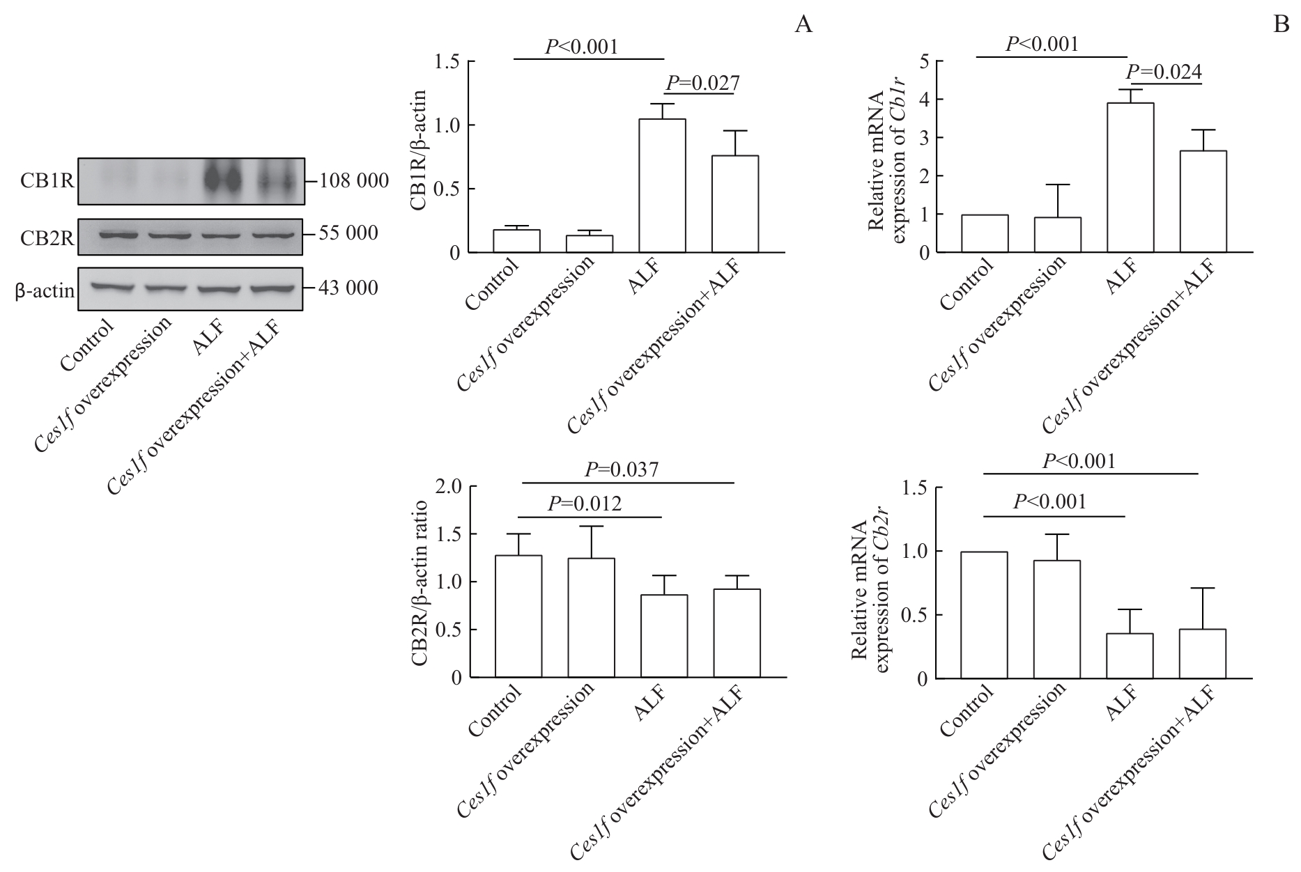 羧酸酯酶1f基因活体肝转染对急性肝衰竭影响的研究