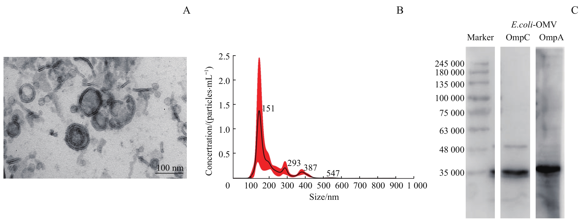 大肠埃希菌外膜囊泡对乳腺癌细胞增殖及荷瘤小鼠肿瘤生长的影响